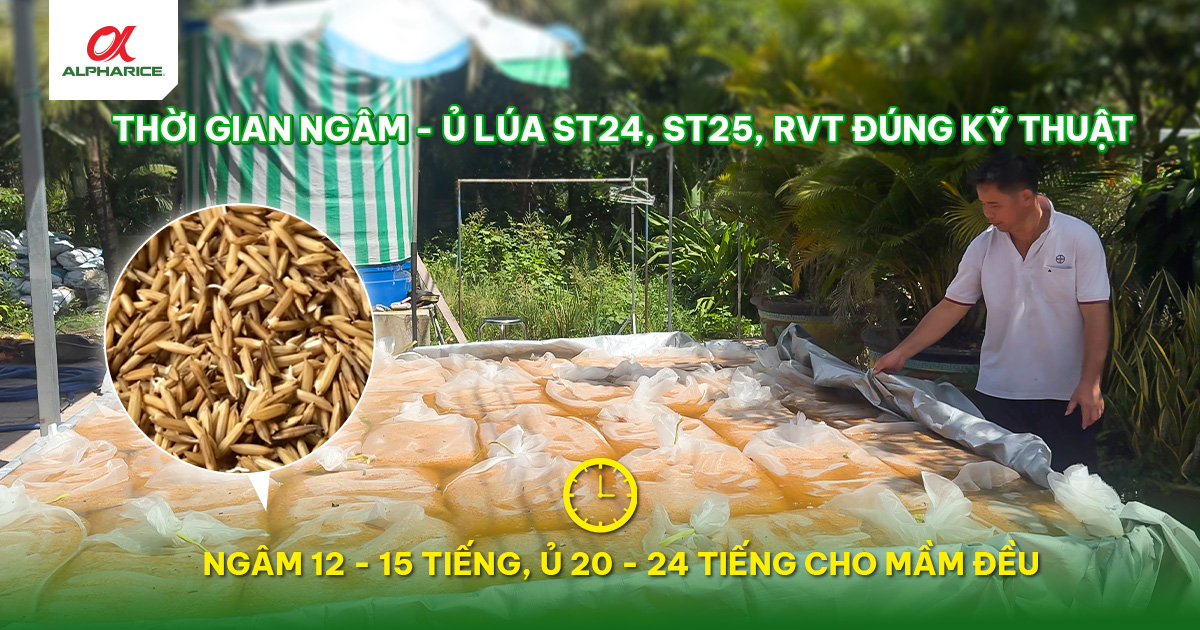 NGÂM Ủ LÚA ST24, ST25, RVT HIỆU QUẢ CHO VỤ ĐÔNG XUÂN | Tin tức ALPHARICE
